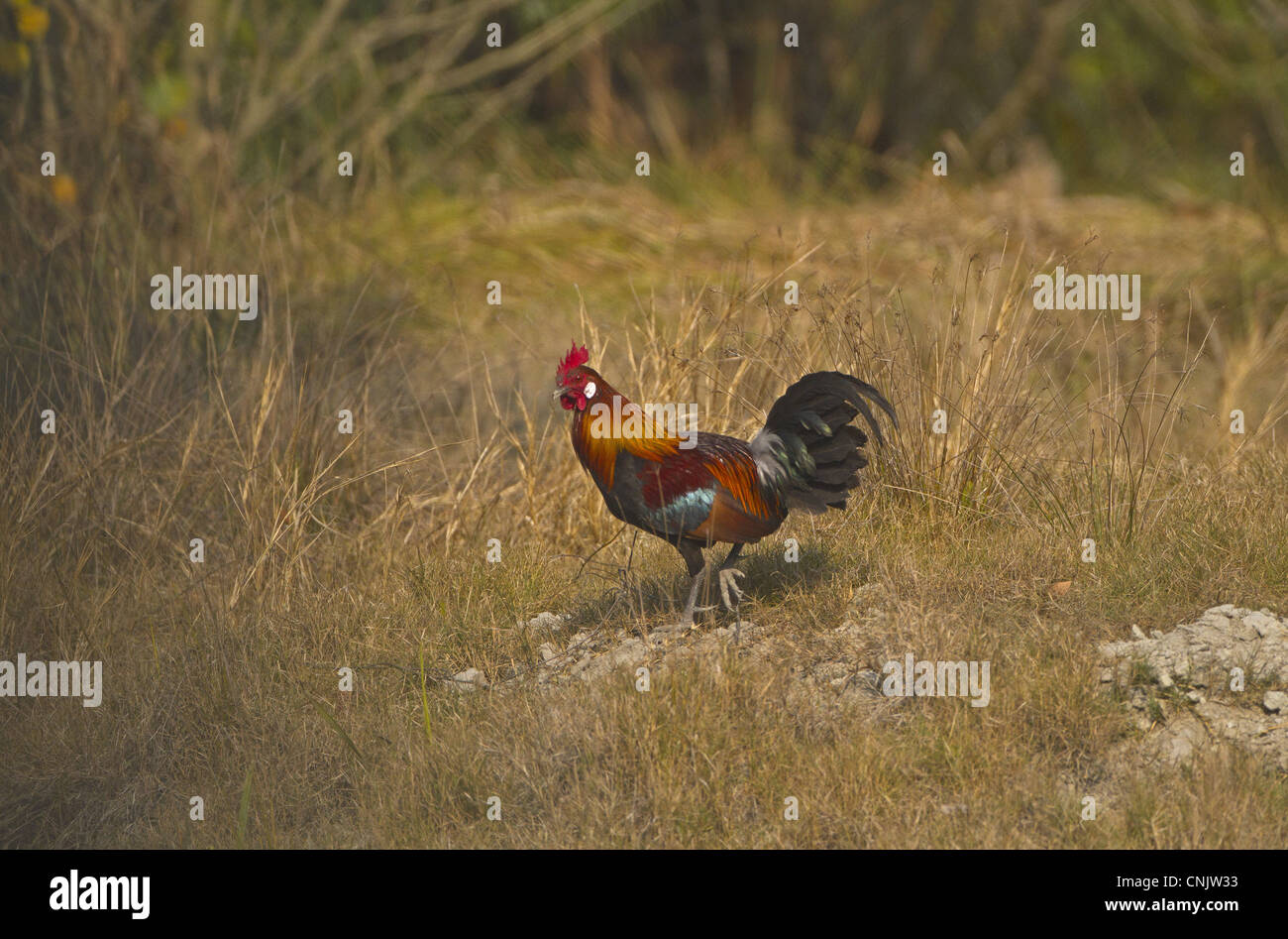 Red Junglefowl (Gallus gallus murghi) adult male, walking, Sundarbans ...