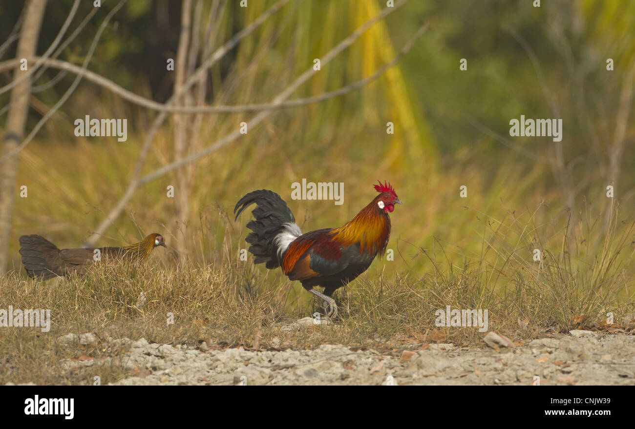 Red Junglefowl (Gallus gallus murghi) adult male and female, walking ...