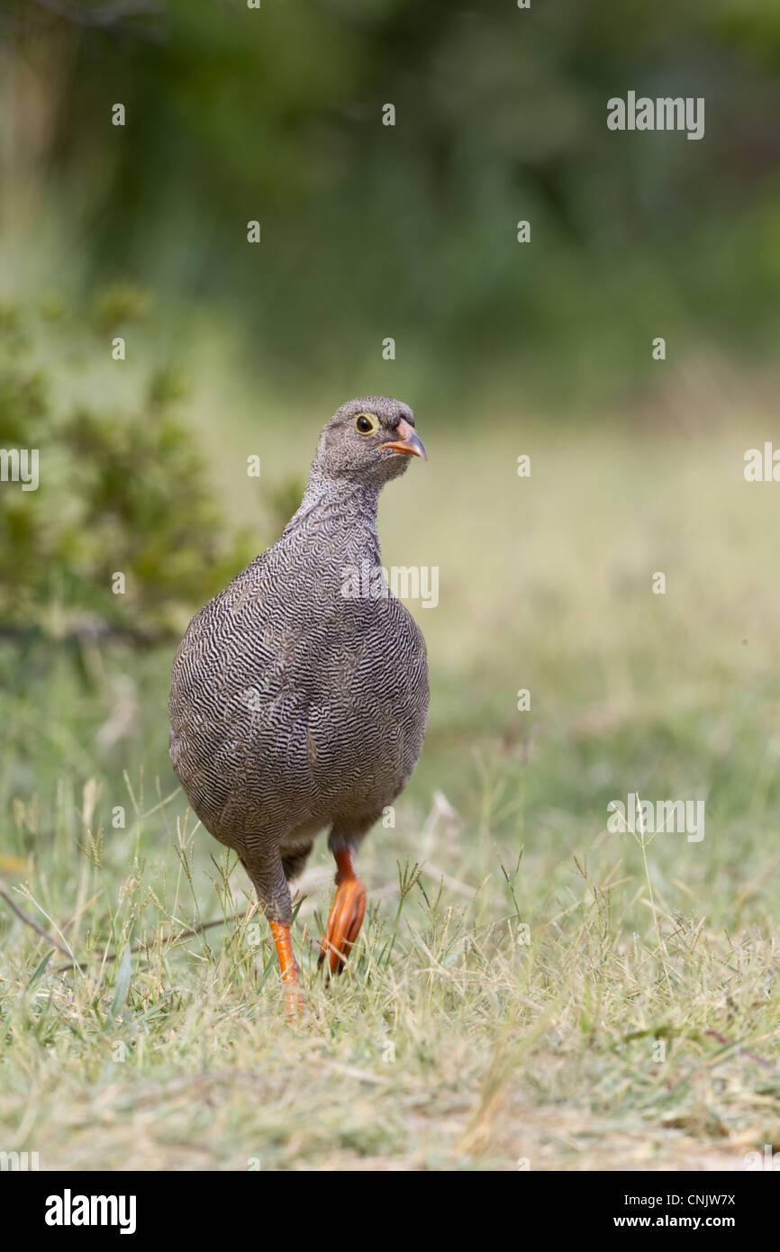 Red billed spurfowl pternistis adspersus hi-res stock photography and ...