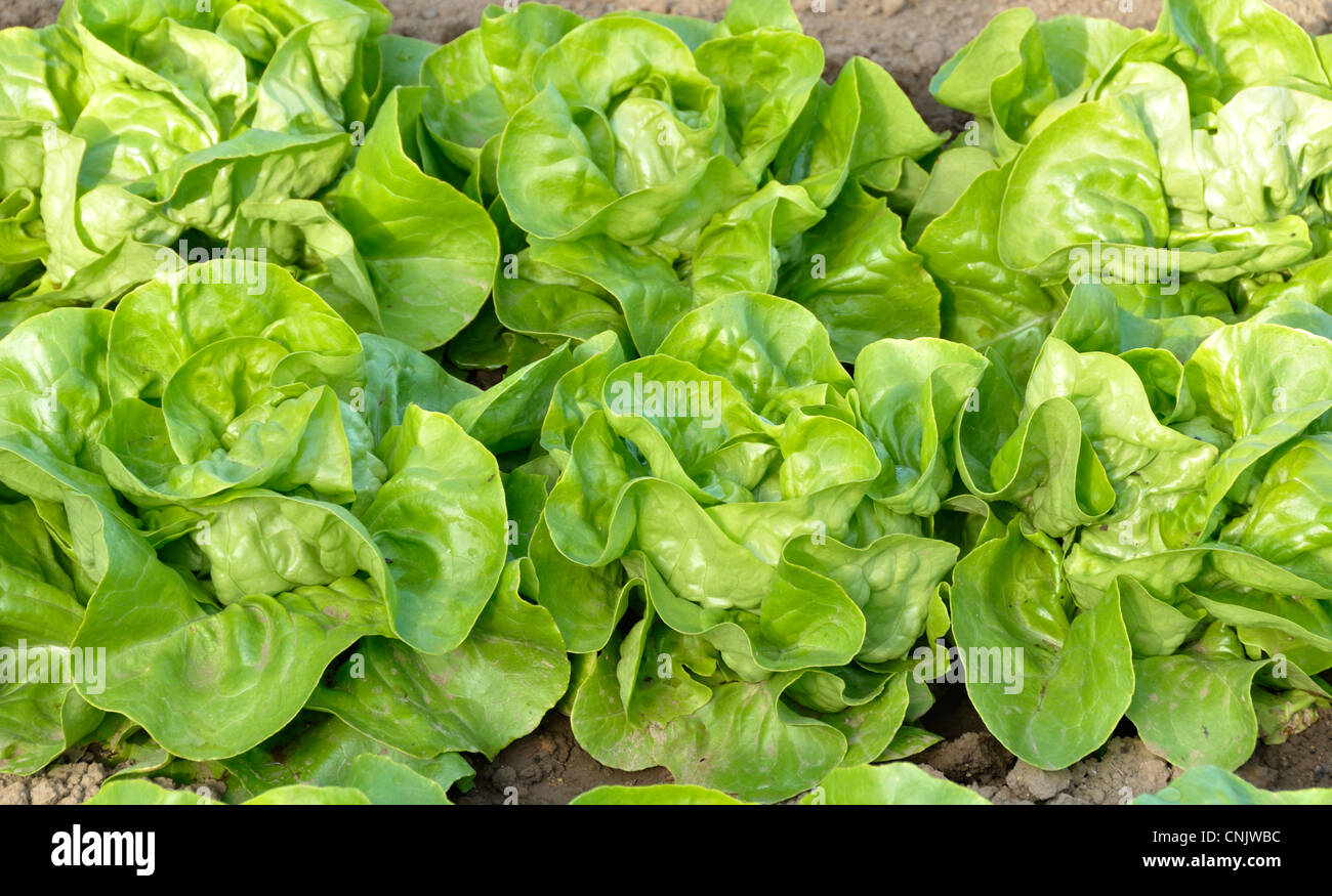 Small square of lettuce growing (Lactuca sativa) in the vegetable ...