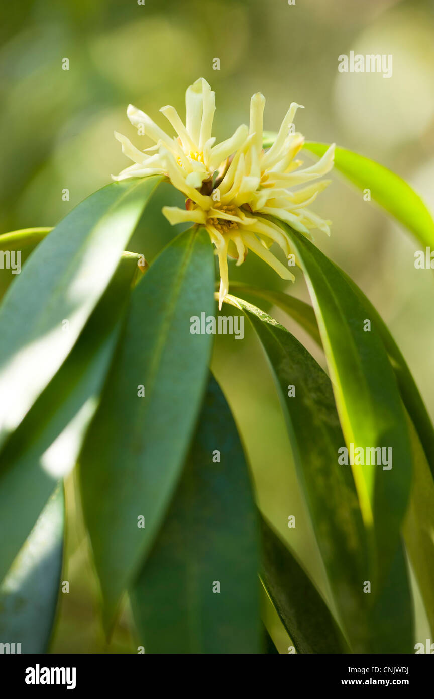 Illicium simonsii in flower Stock Photo - Alamy