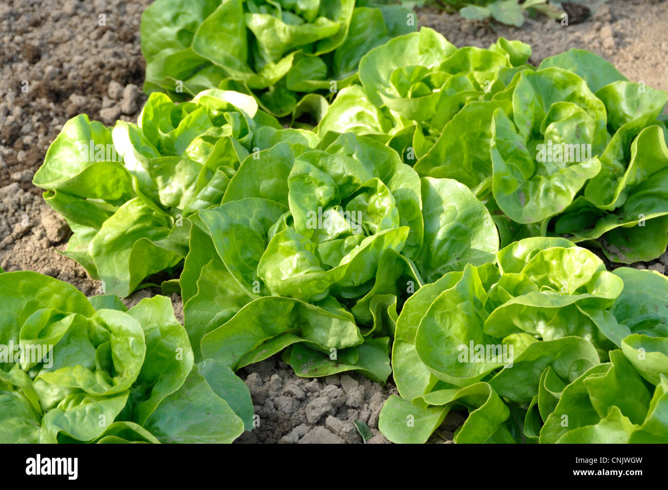 Small square of lettuce growing (Lactuca sativa) in the vegetable ...