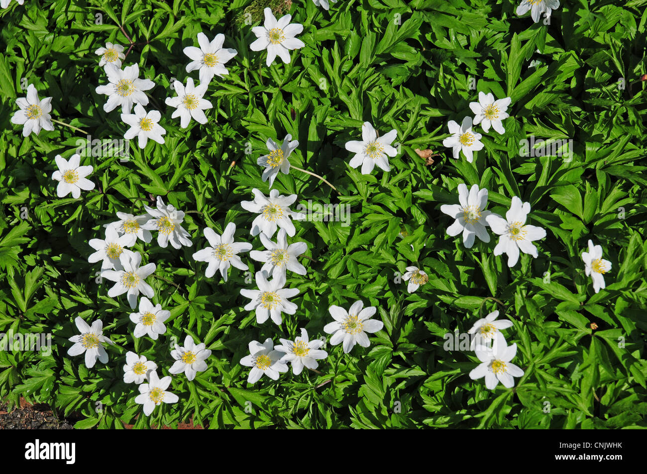 Anemones Anemone nemorosa Spring flowering European Stock Photo - Alamy