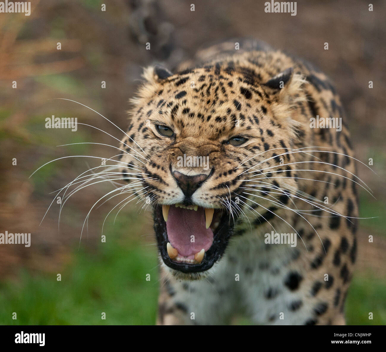 Snarling Leopard Stock
