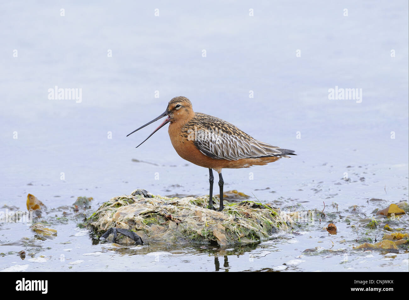 Bar-tailed Godwit Limosa lapponica adult male breeding plumage beak ...