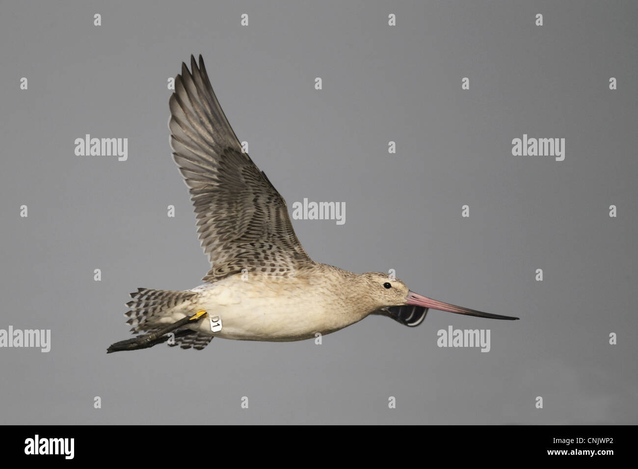 Godwit flying china hi-res stock photography and images - Alamy