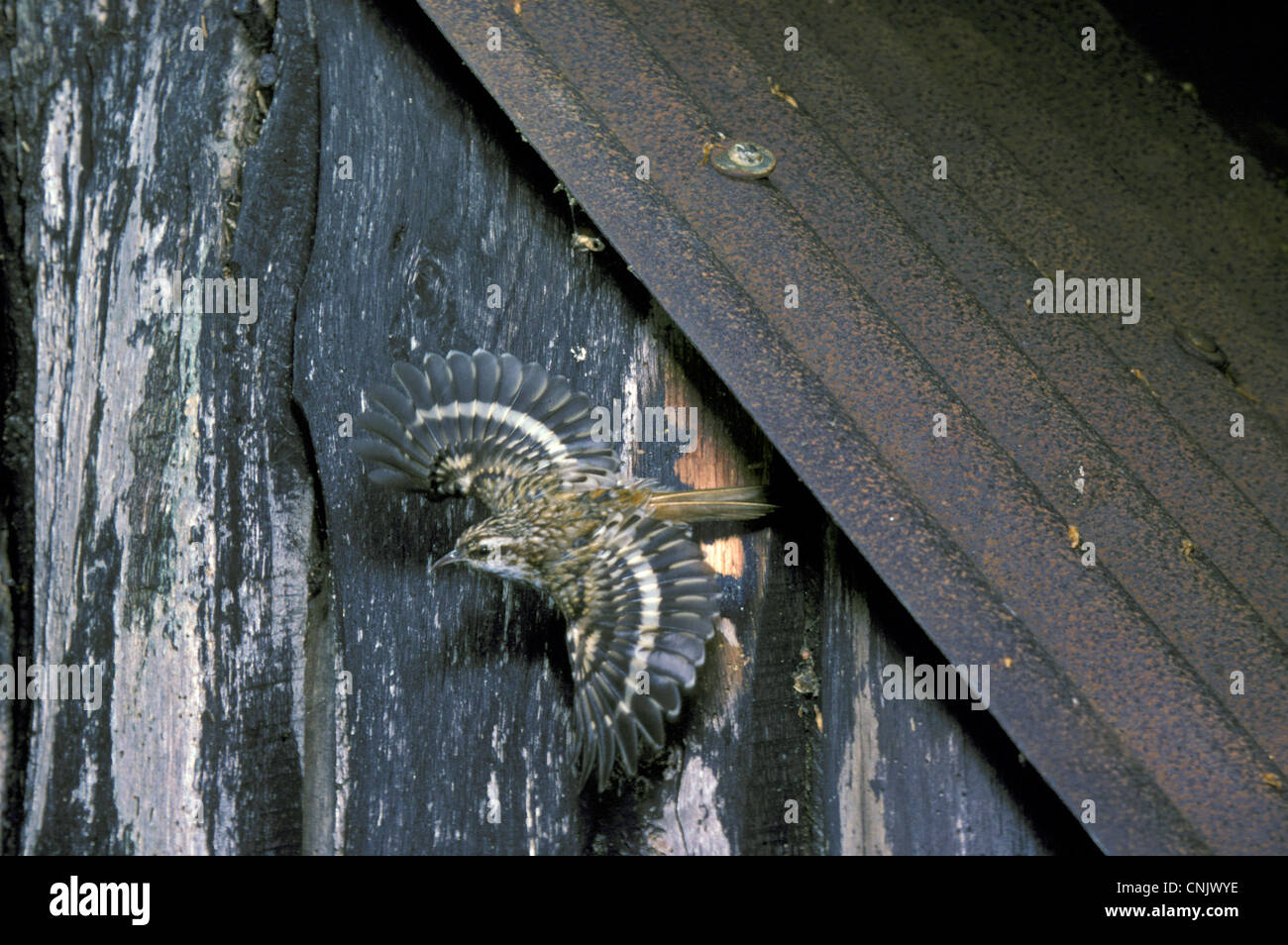 Common Treecreeper (Certhia familiaris) adult, in flight, leaving nest ...