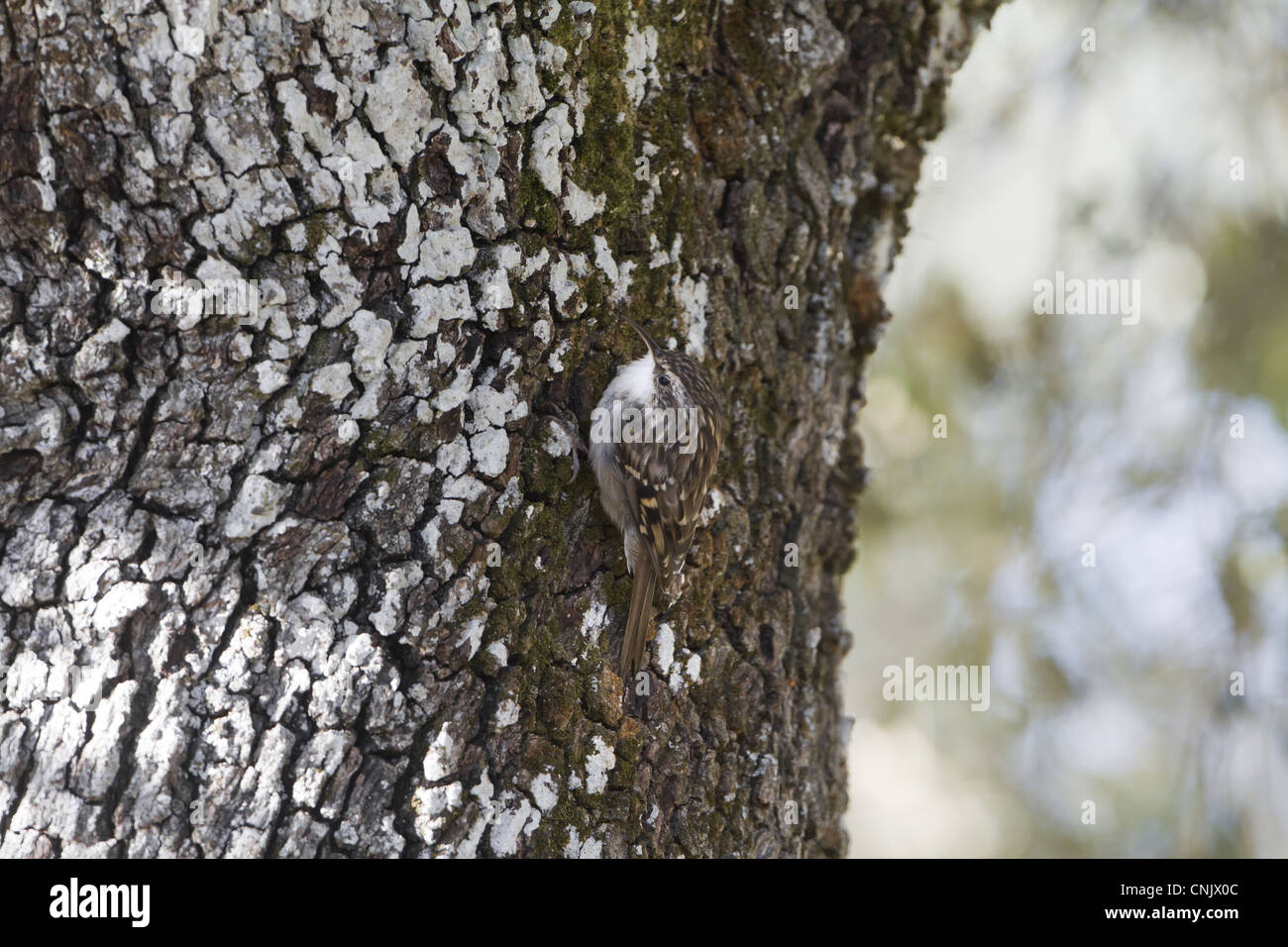 Quercus ilex holm oak trunk hi-res stock photography and images - Alamy