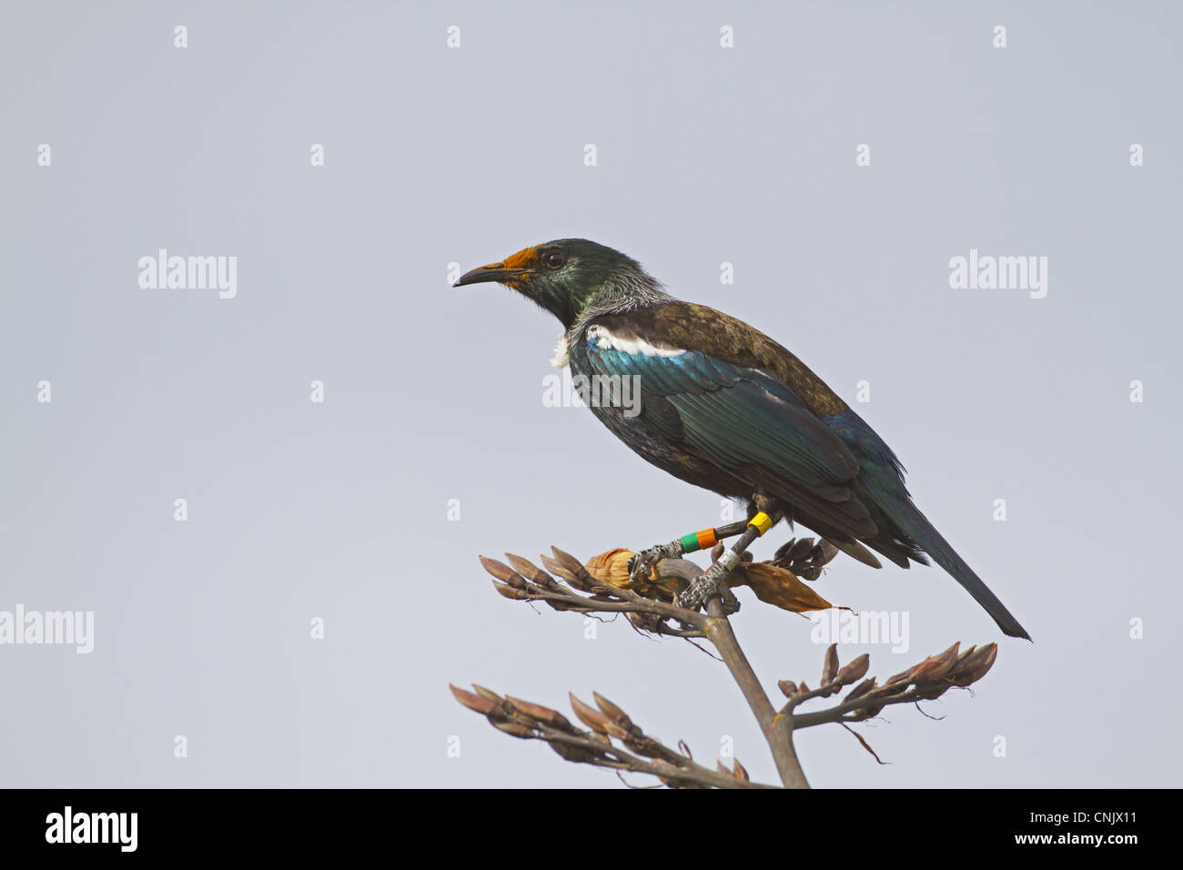 Tui Prosthemadera novaeseelandiae adult pollen on beak head wearing leg ...