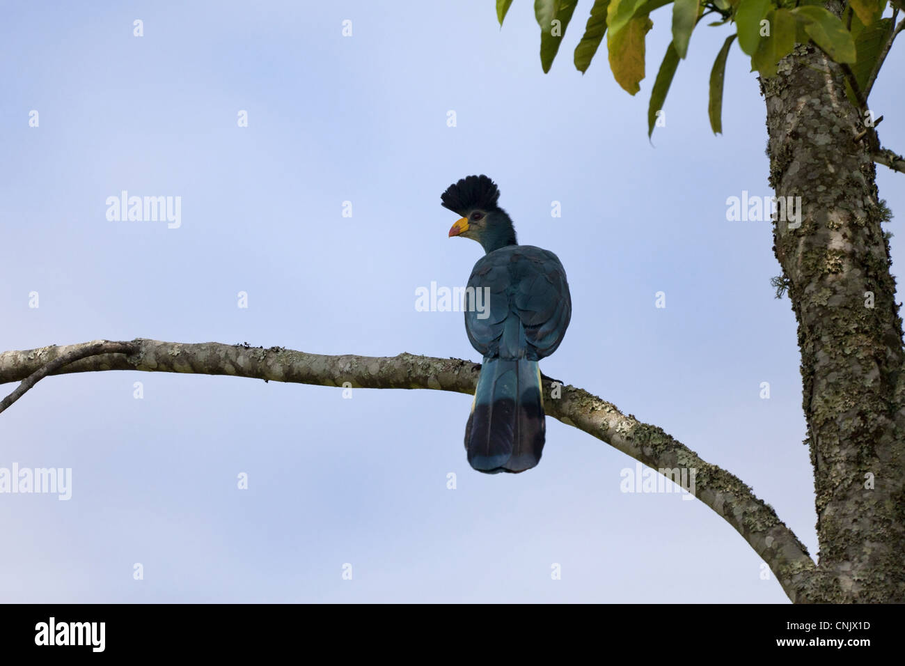 Great blue turacos, uganda hi-res stock photography and images - Alamy