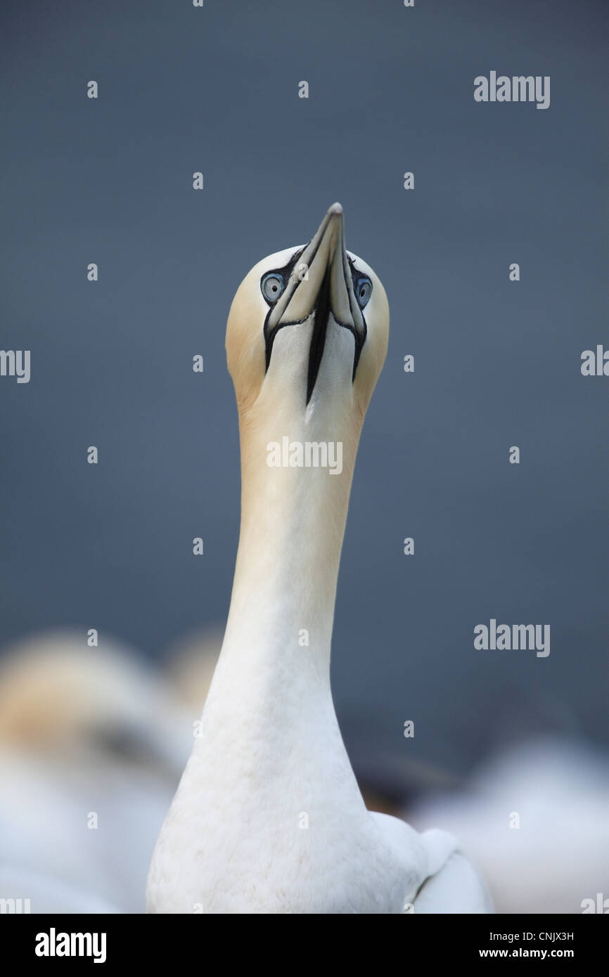 Gannet head and neck hi-res stock photography and images - Alamy