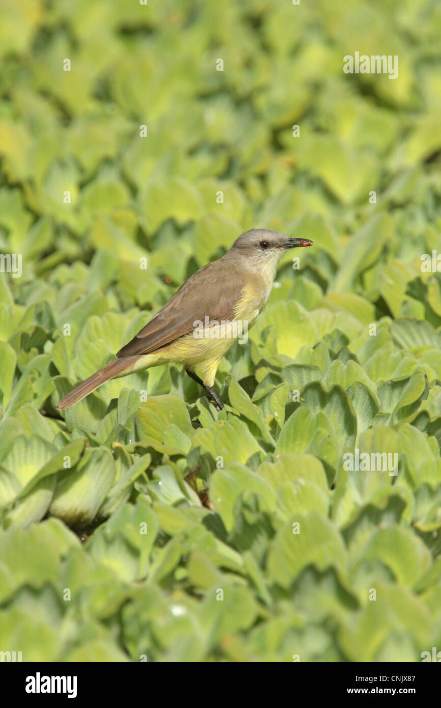 Cattle Tyrant Machetornis rixosa adult insect beak perched aquatic ...