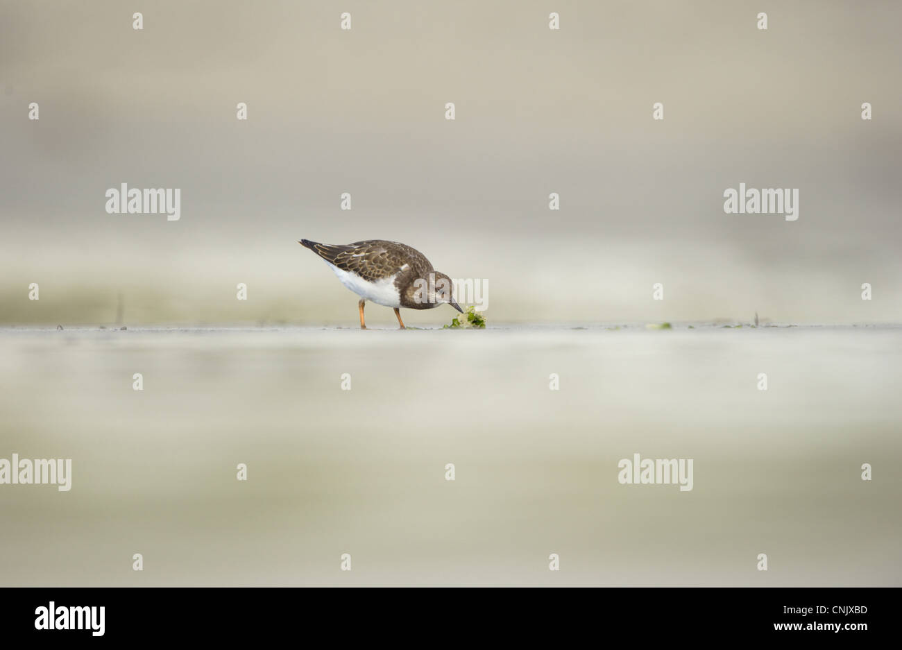 Ruddy Turnstone (Arenaria interpres) immature, foraging on beach ...