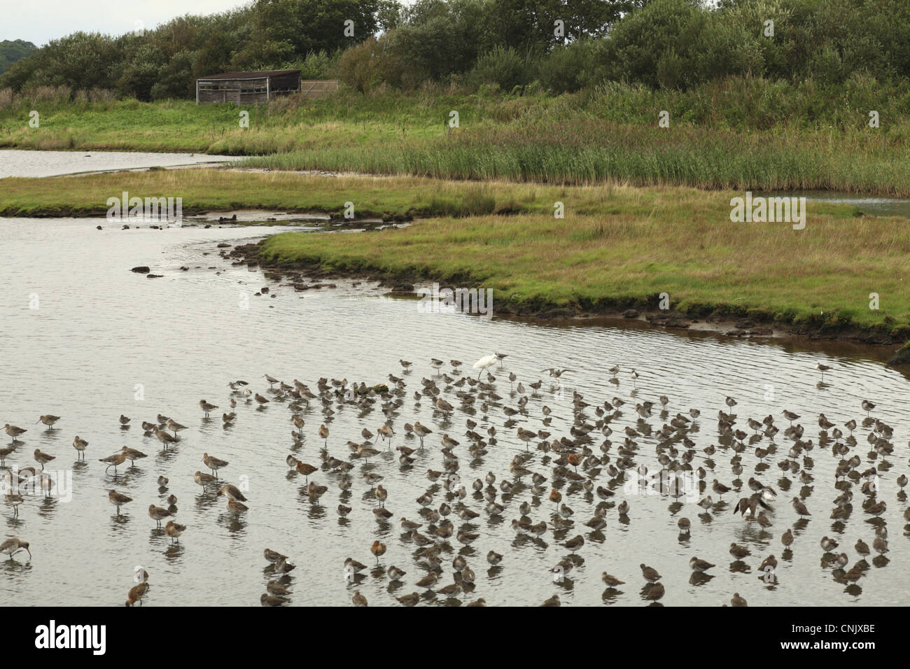 Black-tailed Godwit Limosa limosa Common Redshank Tringa totanus mixed ...