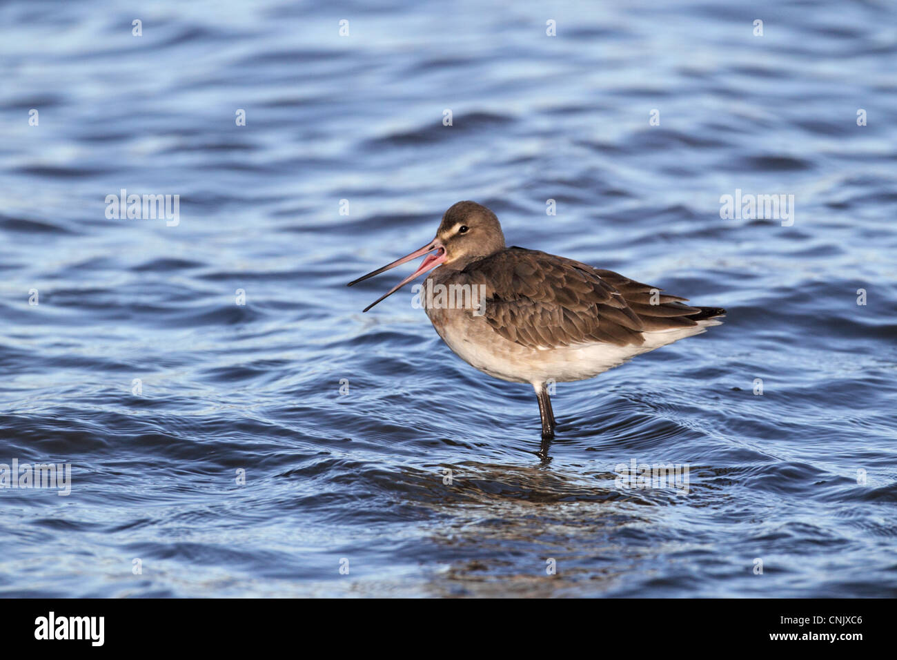 Black-tailed Godwit Limosa limosa adult winter plumage beak open after ...