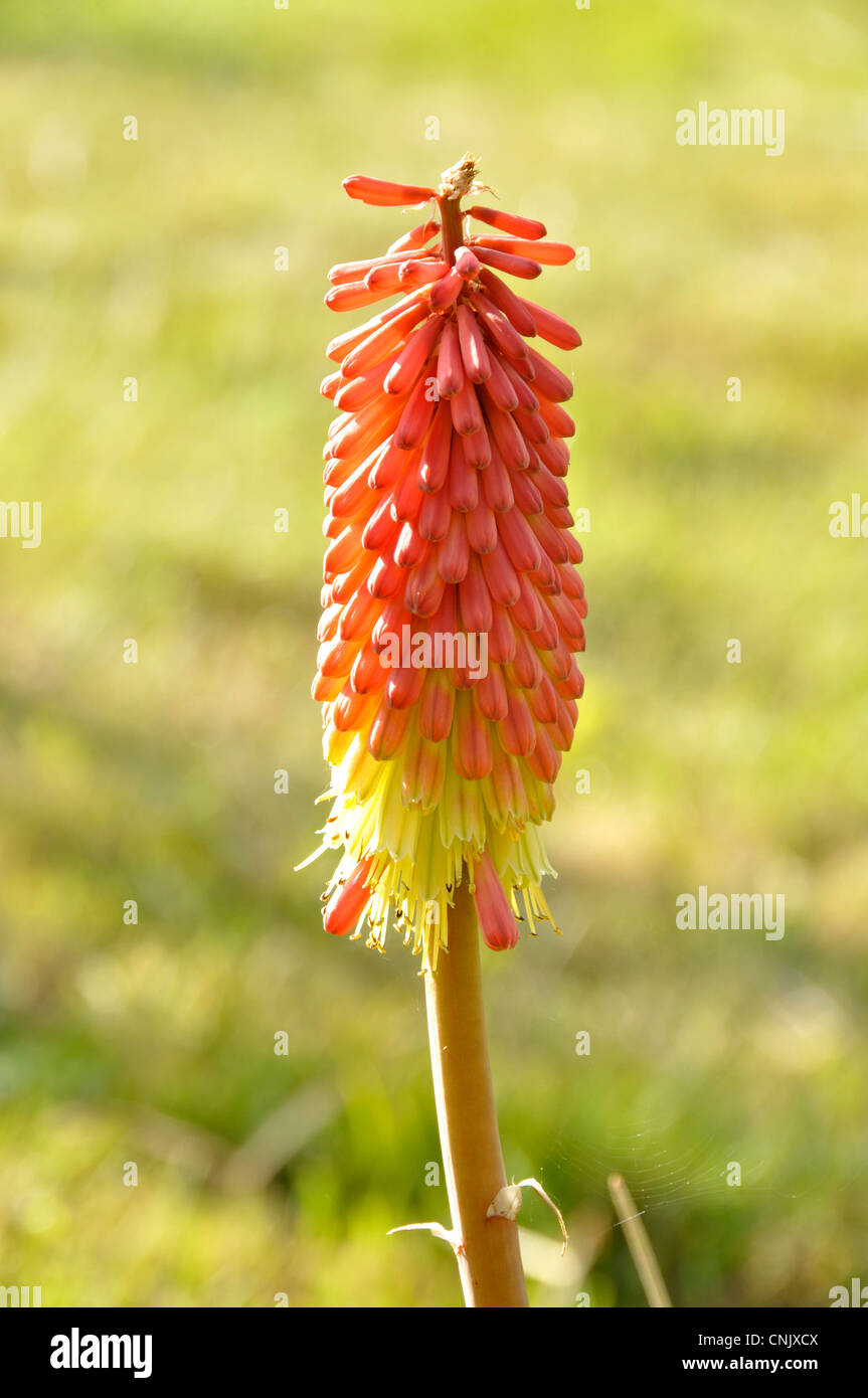 Flower of Tritoma, Red hot poker, Torch lily, Poker plant (Kniphofia sp ...