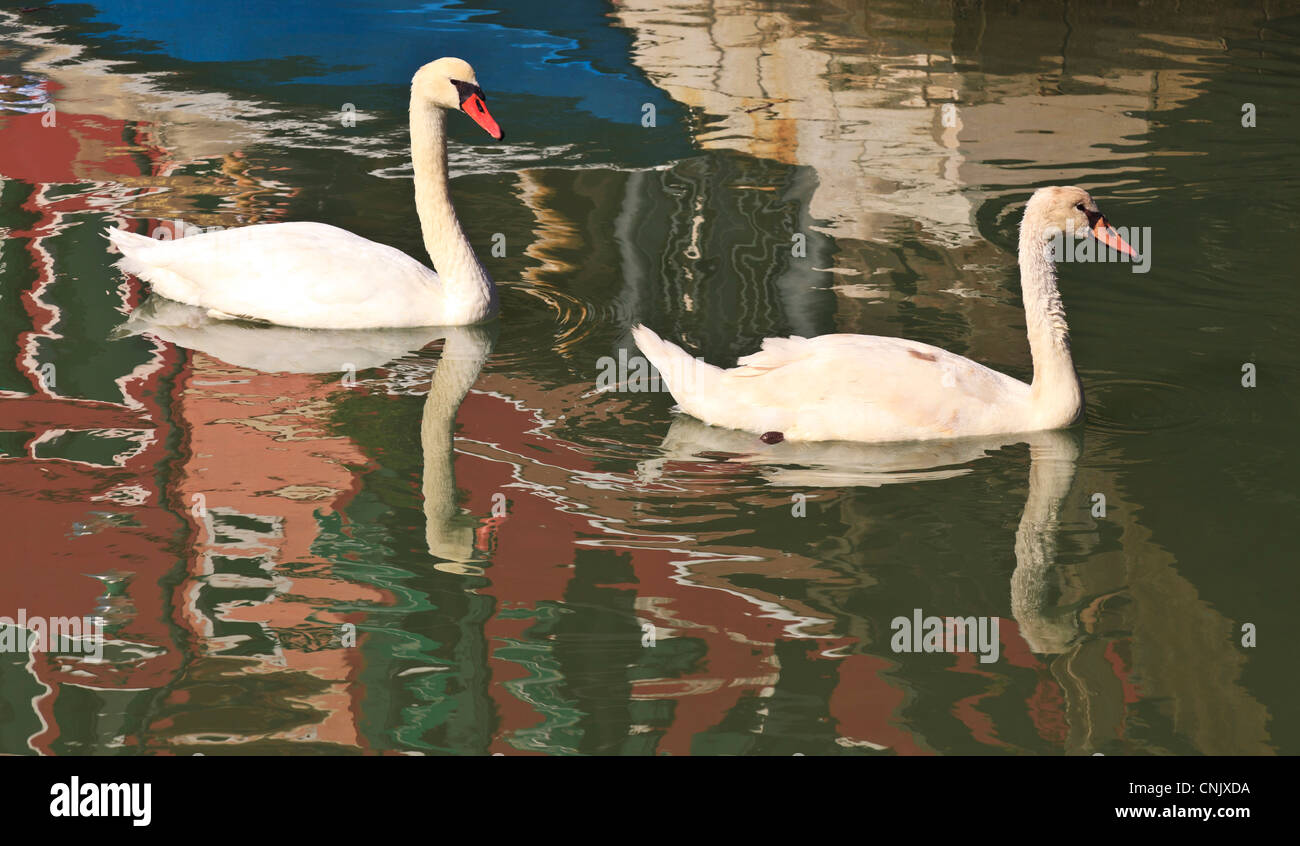 Swans in canal, Burano Island, Lagoon Tour near Venice, Italy, Europe ...