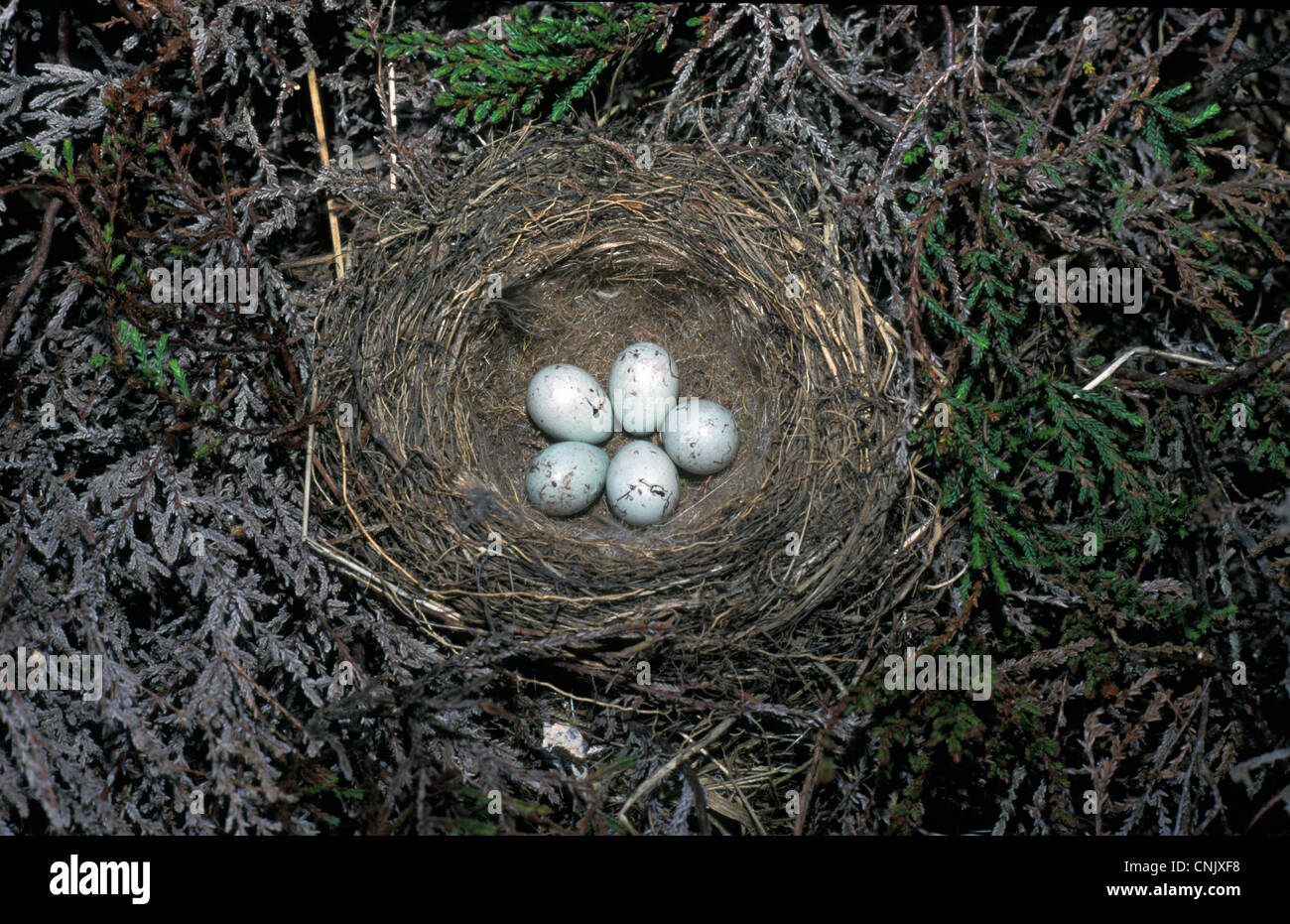 Acanthis eggs hi-res stock photography and images - Alamy