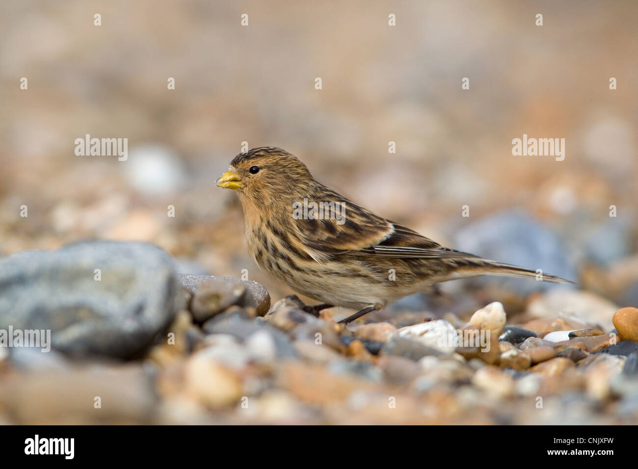 Twite autumn hi-res stock photography and images - Alamy