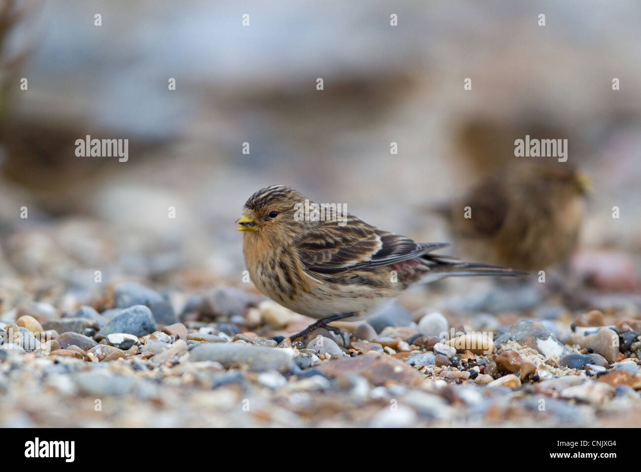 Twite (Acanthis flavirostris) adult male, winter plumage, feeding on ...