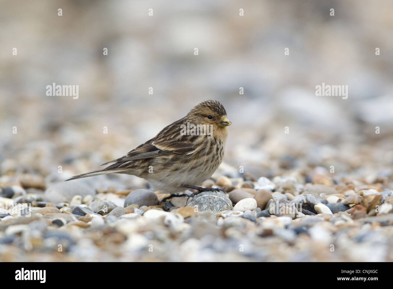 Twite acanthis flavirostris adult hi-res stock photography and images ...