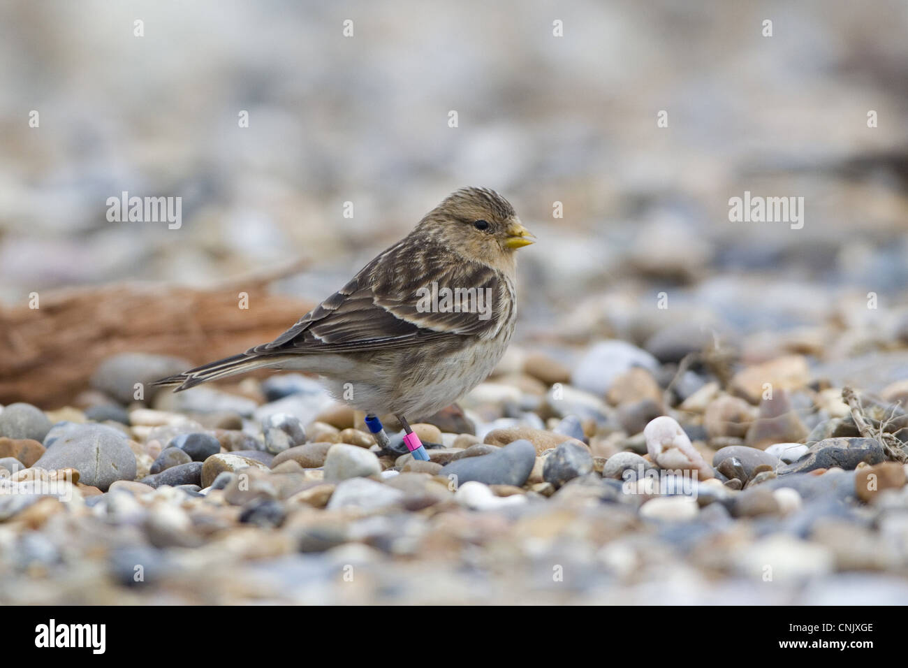 Twite (Acanthis flavirostris) adult, with colour leg rings, standing on ...