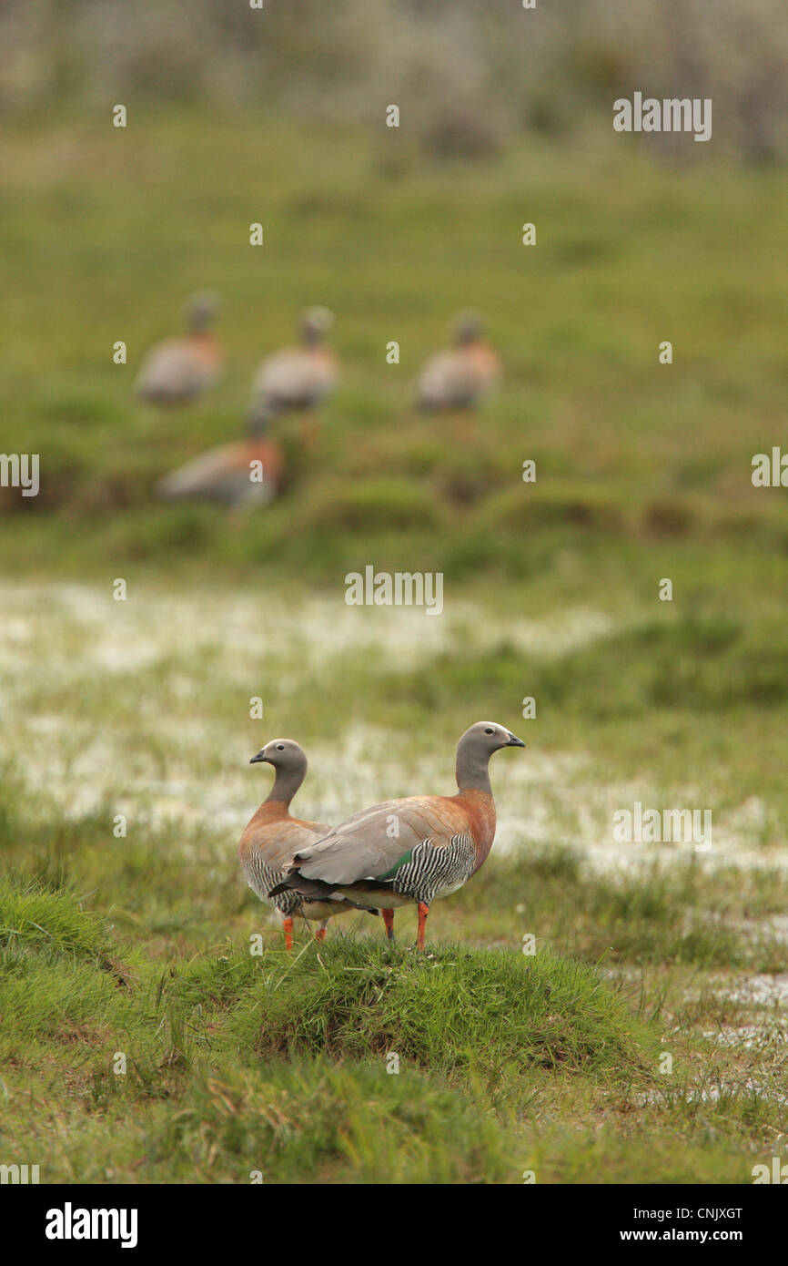 Ashy-headed Goose Chloephaga poliocephala adult pair standing grazing ...