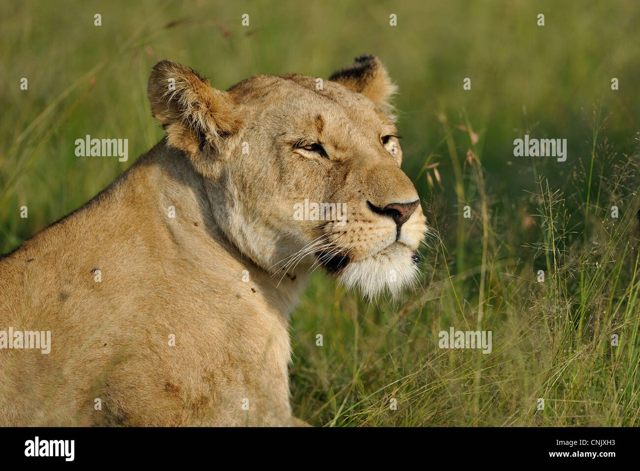 East African lion - Massai lion (Panthera leo nubica) head details of a ...