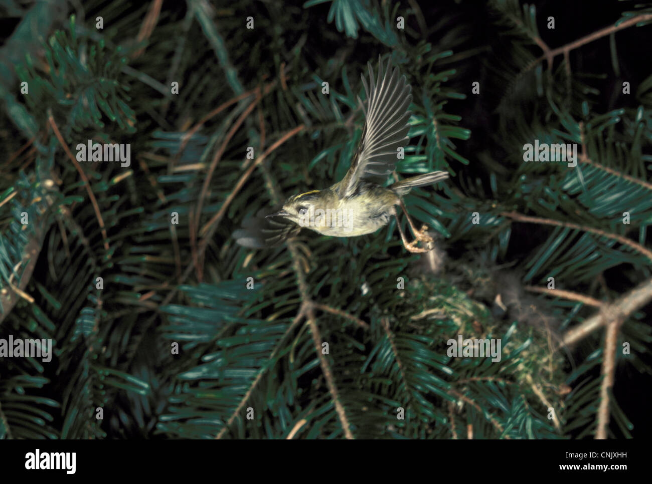 Goldcrest nest hi-res stock photography and images - Alamy