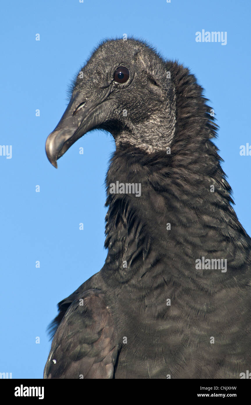 American Black Vulture (Coragyps atratus) adult, close-up of head and ...
