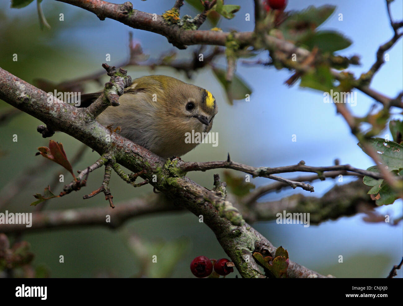 Female goldcrest hi-res stock photography and images - Alamy