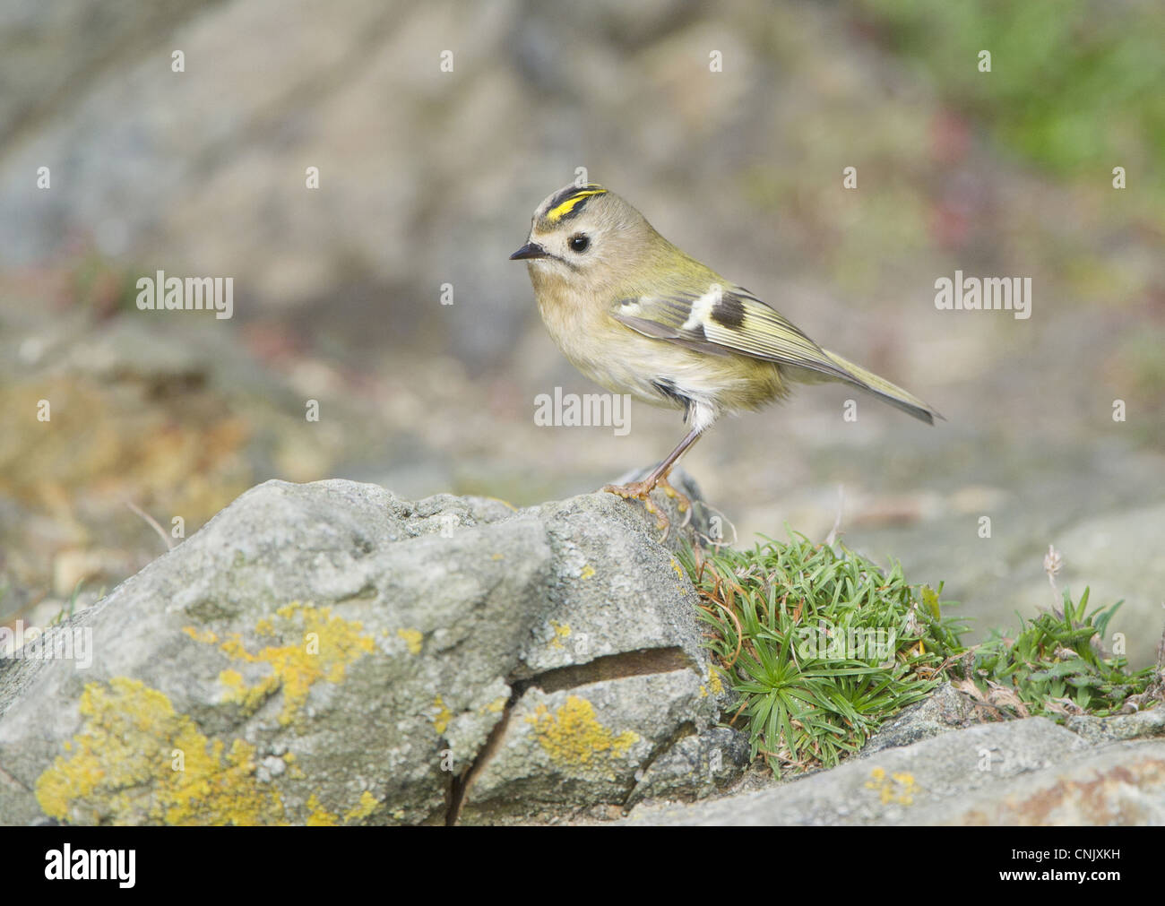 Goldcrest regulus regulus adult female hi-res stock photography and ...