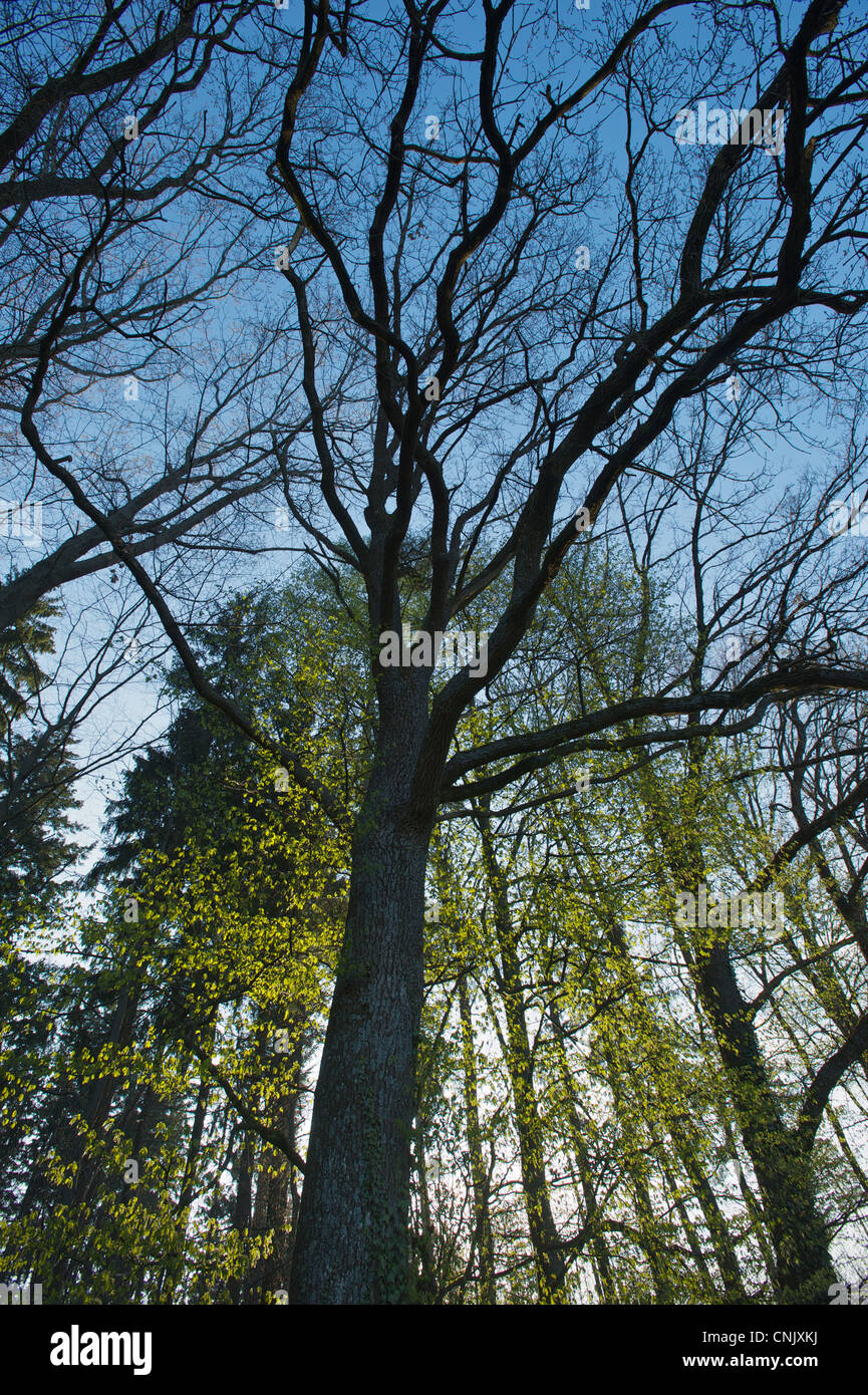 winter barren tree spreads its branches into the blue of the sky with ...