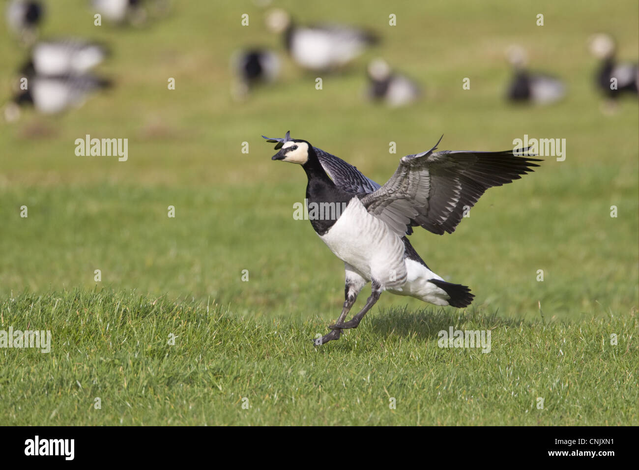 Barnacle Goose (Branta leucopsis) adult, in flight, landing in field ...
