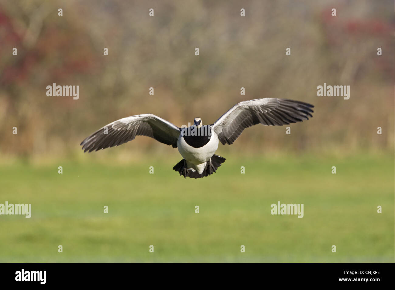 Barnacle Goose (Branta leucopsis) adult, in flight, landing in field ...