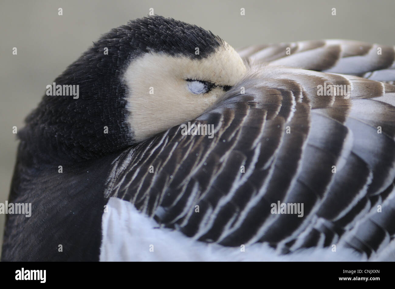 Sleeping goose hi-res stock photography and images - Alamy