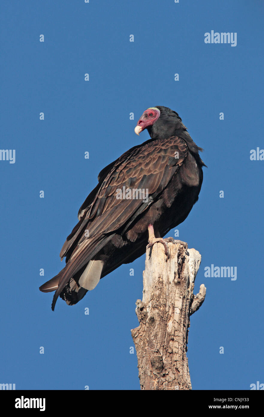 Turkey Vulture (Cathartes aura) adult, perched on stump, Ongamira ...