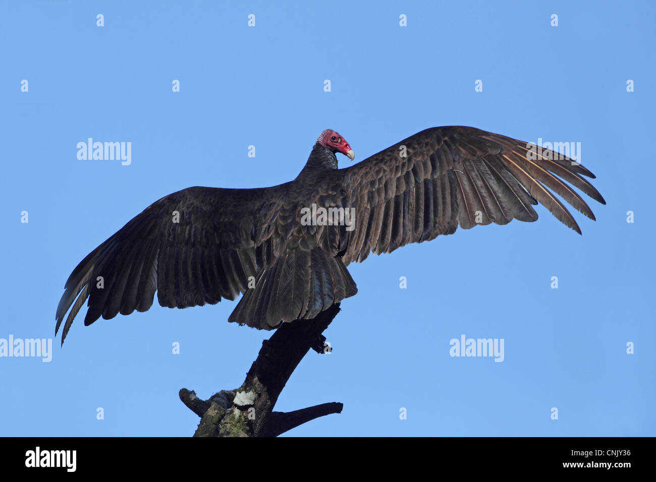 Turkey Vulture (Cathartes aura) adult, sunbathing, perched on branch ...
