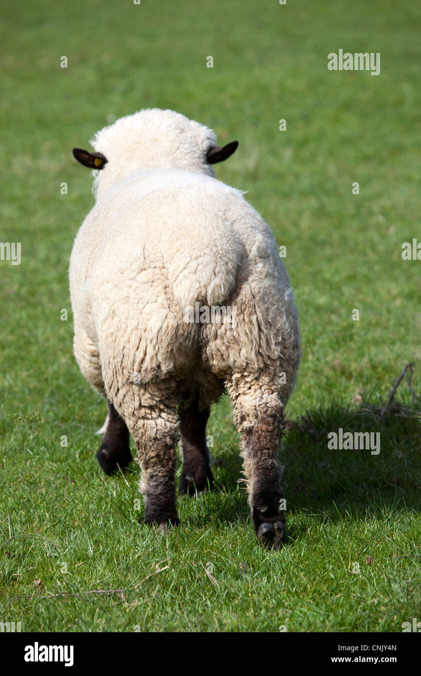 Oxford Down Sheep Stock Photo - Alamy