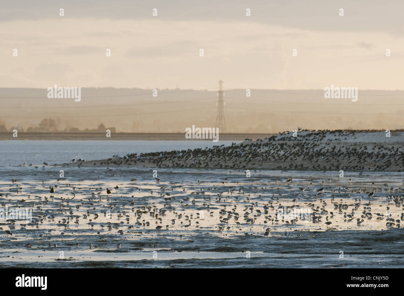 Mixed wader flock feeding mudflats sunset Eurasian Oystercatcher ...