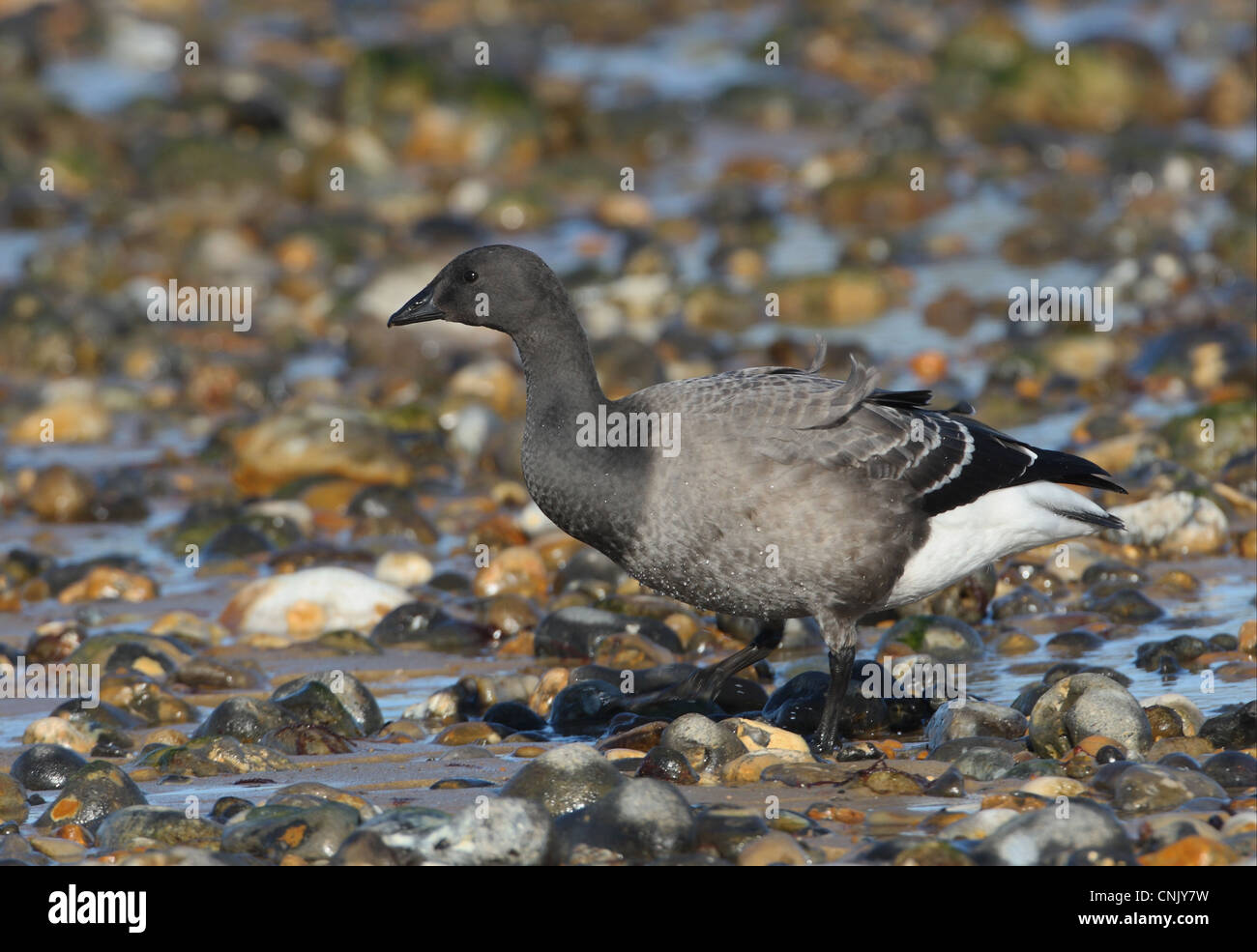 Brant goose atlantic brant hi-res stock photography and images - Alamy