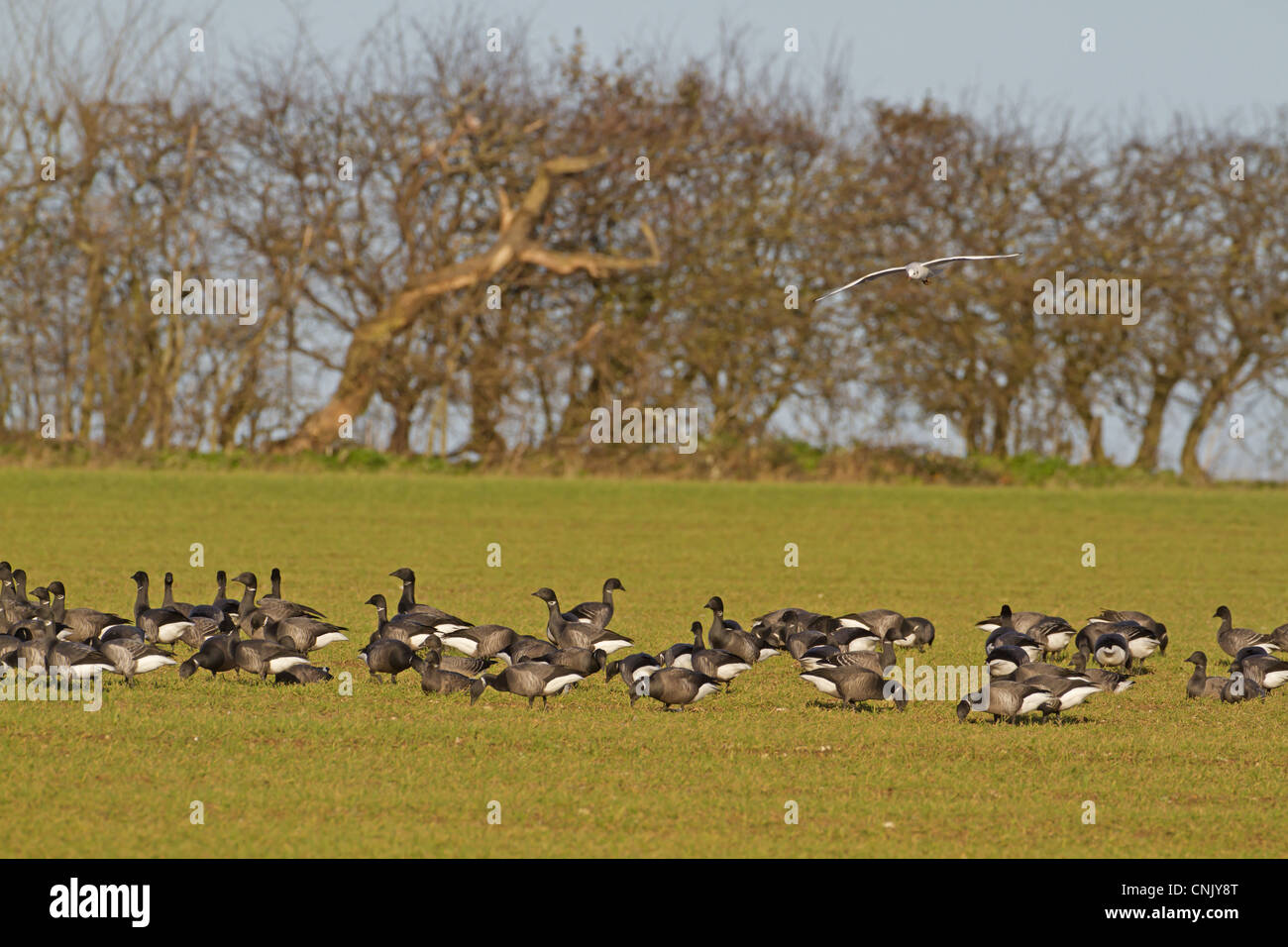Black brant goose hi-res stock photography and images - Alamy