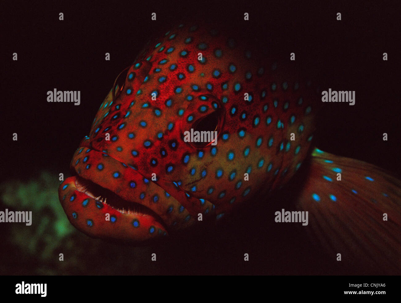 Grouper fish teeth hi-res stock photography and images - Alamy