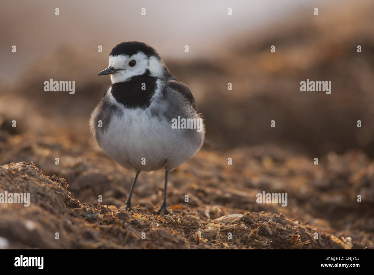Dung middens hi-res stock photography and images - Alamy