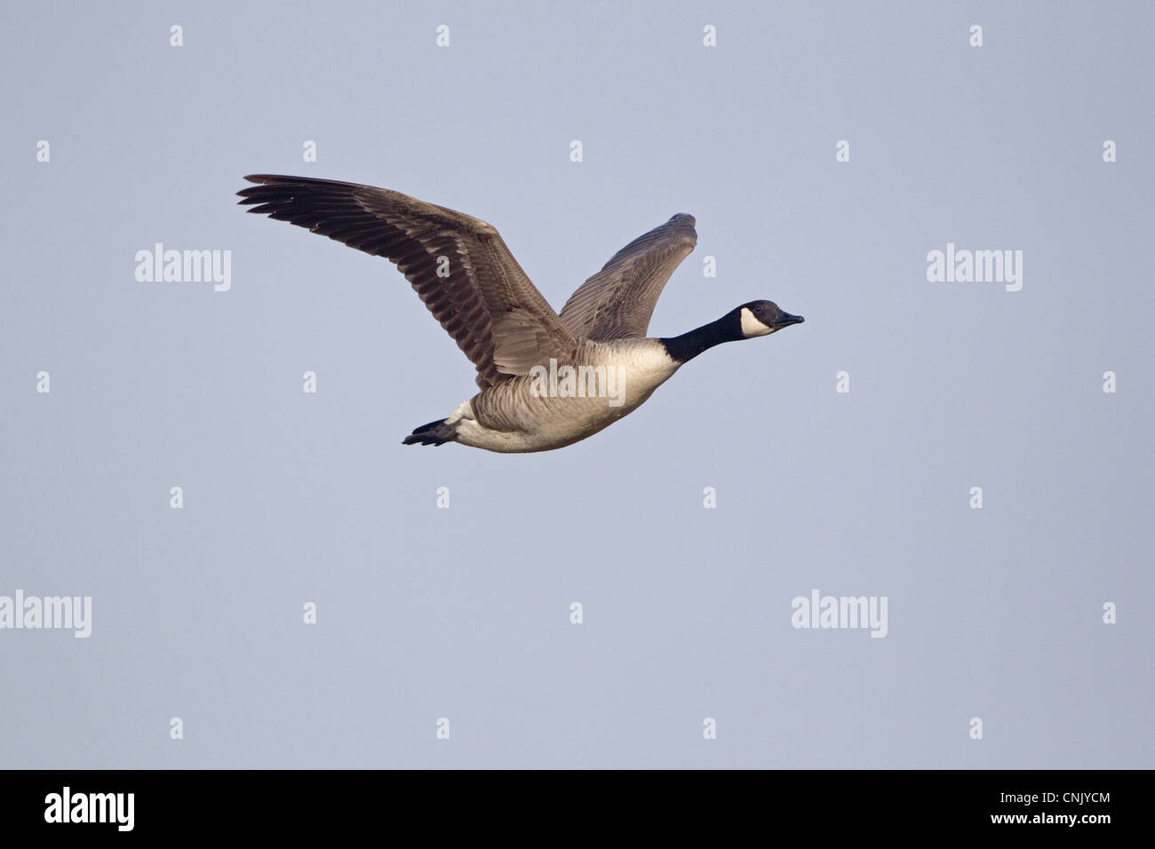 Canada Goose (Branta canadensis) introduced species, adult, in flight ...