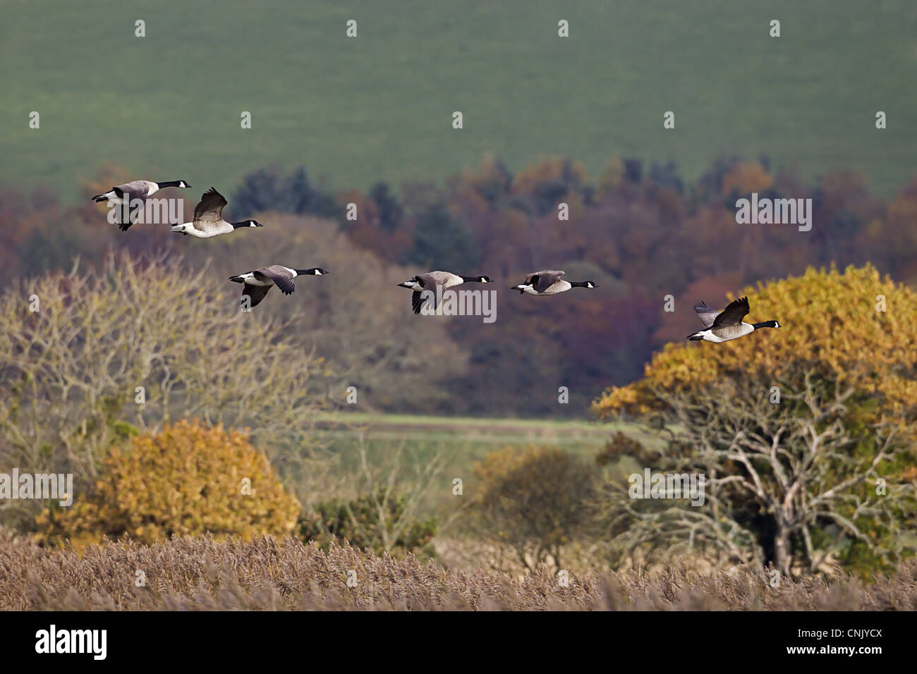 Mersehead Rspb Reserve High Resolution Stock Photography and Images - Alamy