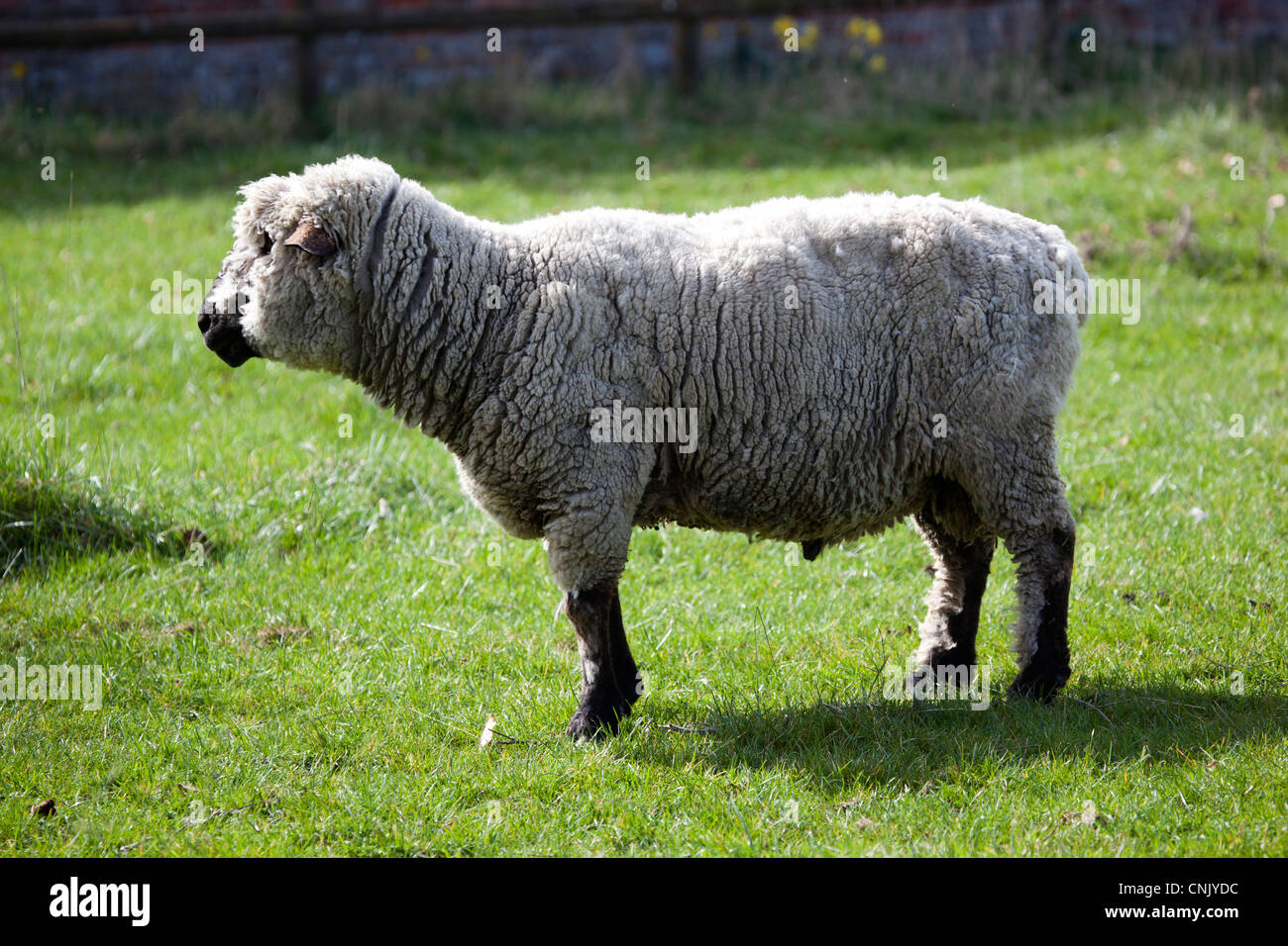 Oxford Down Sheep Stock Photo - Alamy