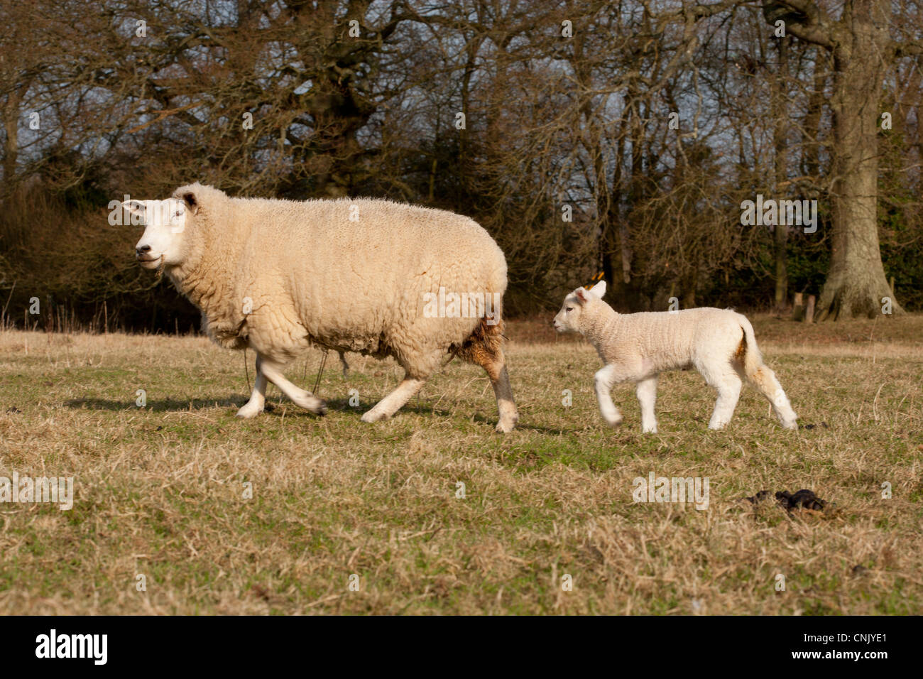 Sussex lamb hi-res stock photography and images - Alamy