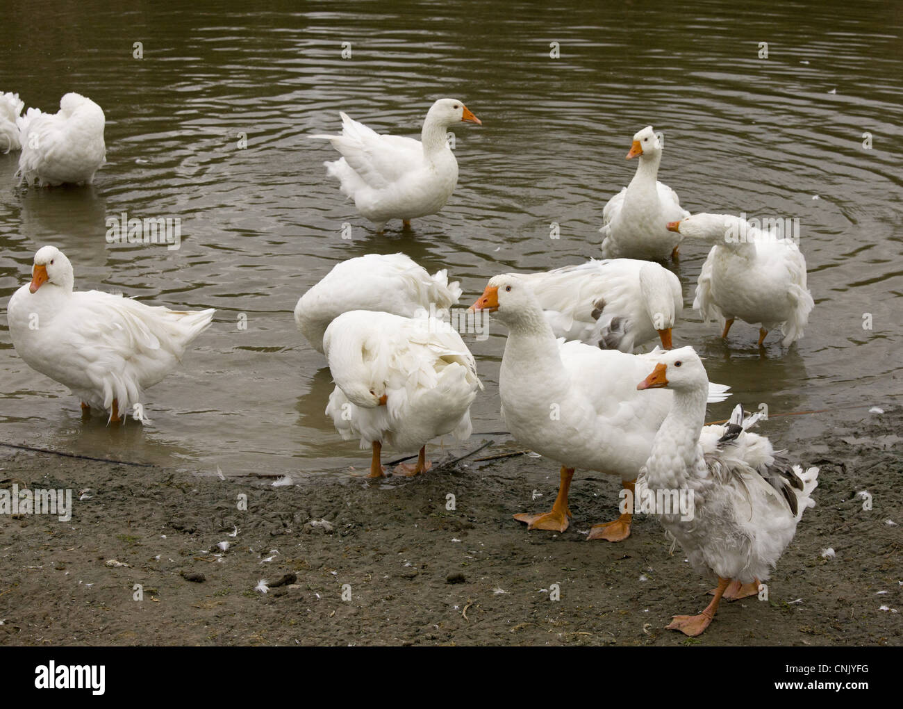 Domestic Goose Hungarian Frizzly Goose adults flock preening at edge ...