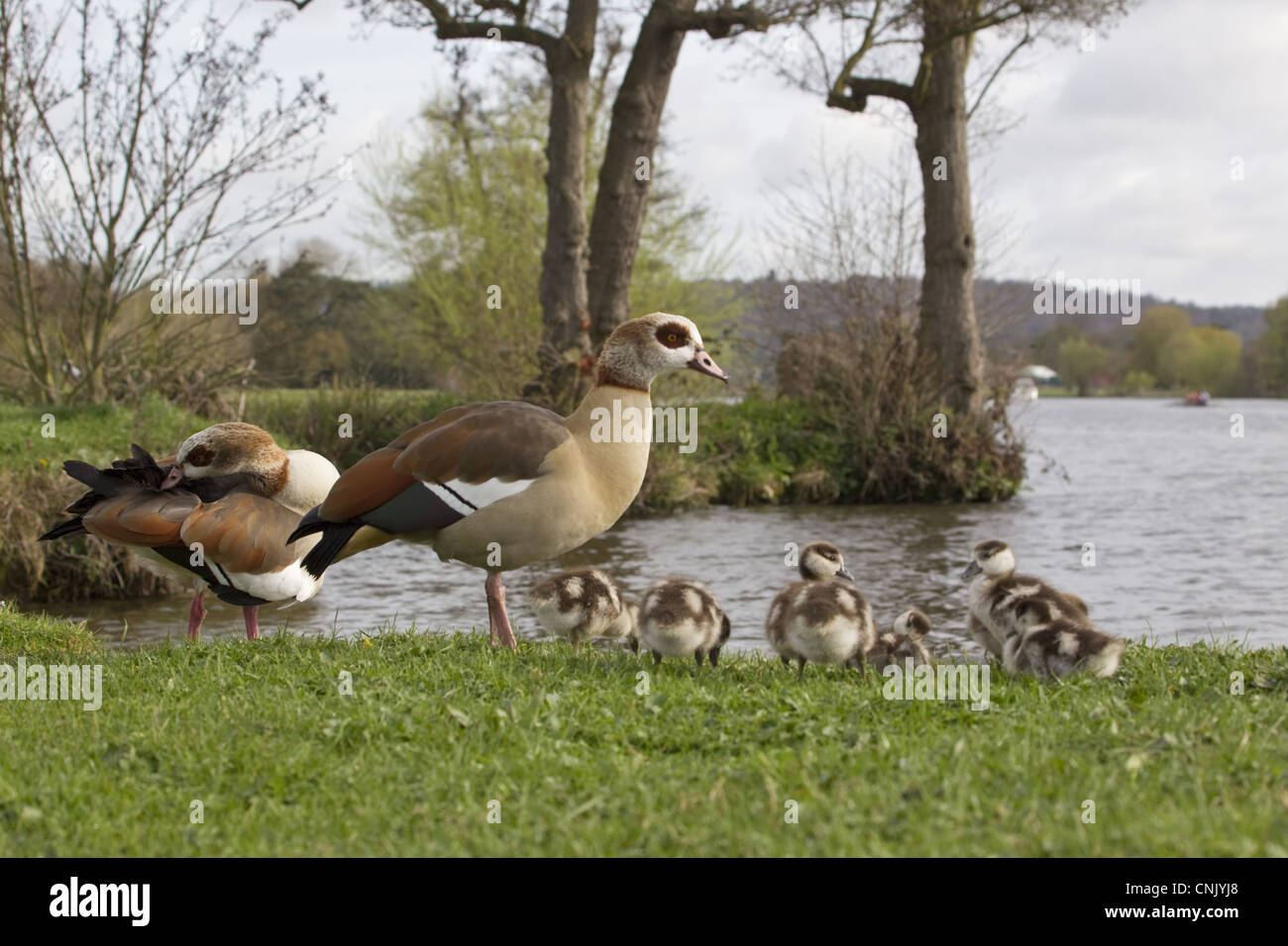 Egyptian Goose Alopochen aegyptiacus introduced species adult pair ...